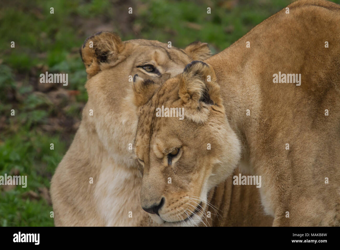 photo of a pair of Barbary lioness being friendly Stock Photo - Alamy