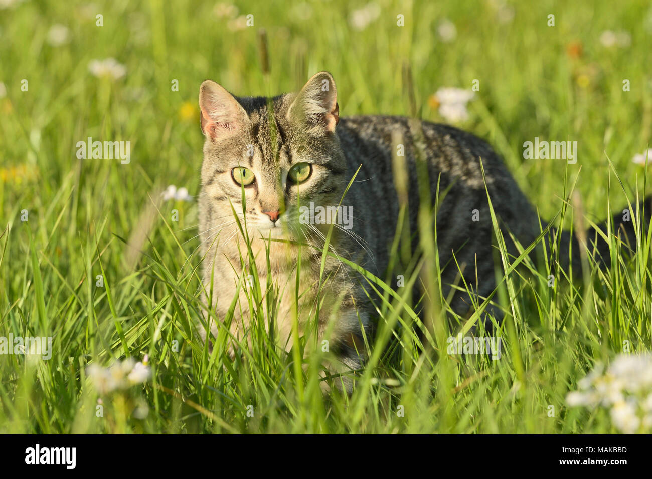 Young domestic cat in a meadow Stock Photo - Alamy
