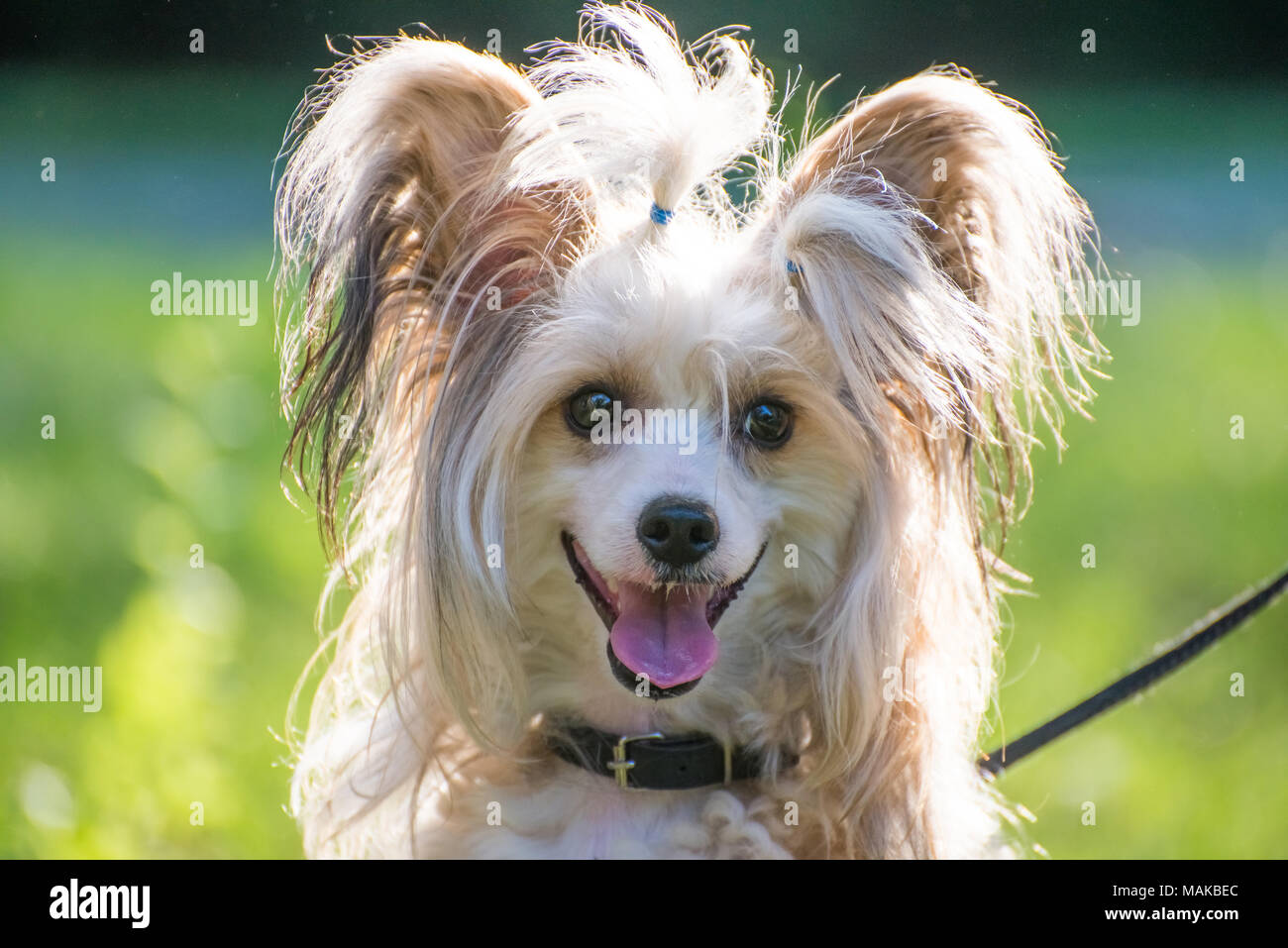 Happy scruffy dog hi-res stock photography and images - Alamy