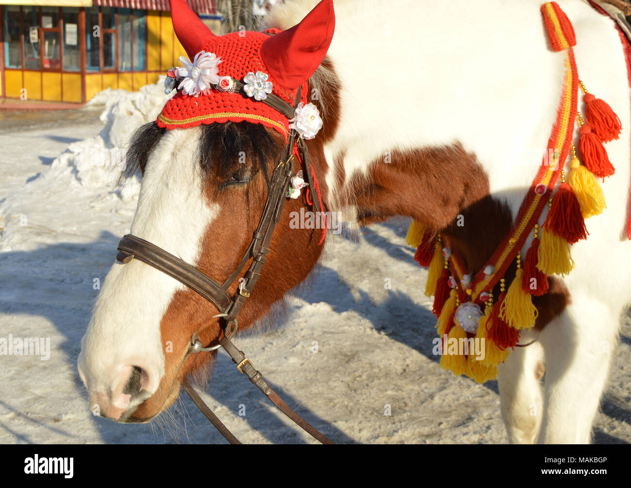 Brown horse with white mane dressed in red riding hood stands in the ...