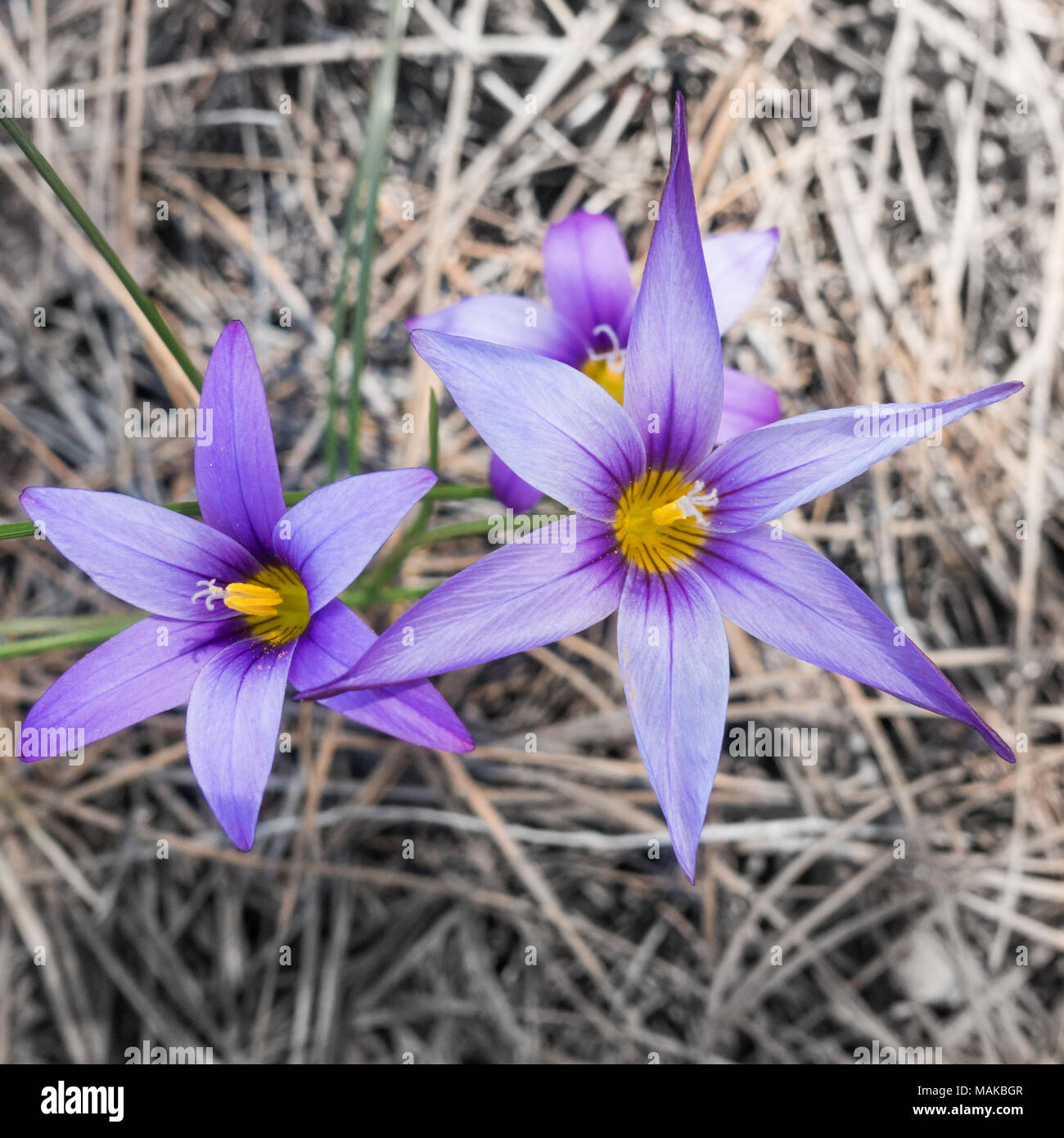 Romulea Columnae ssp. grandiscapa growing on mountain on Gran Canaria ...