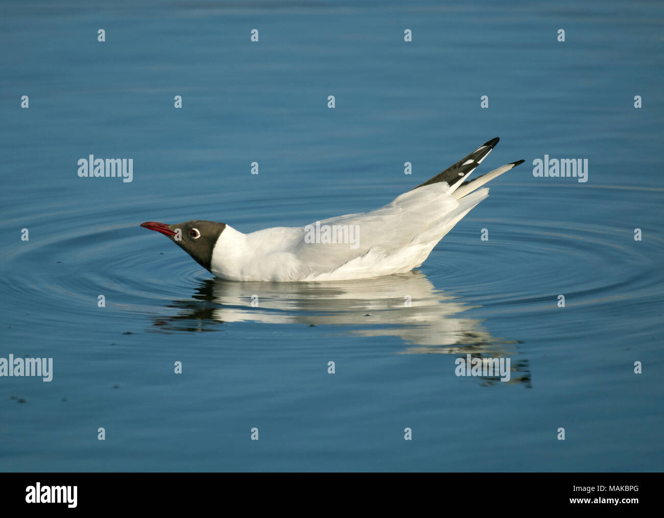 Mating seagulls hi-res stock photography and images - Alamy