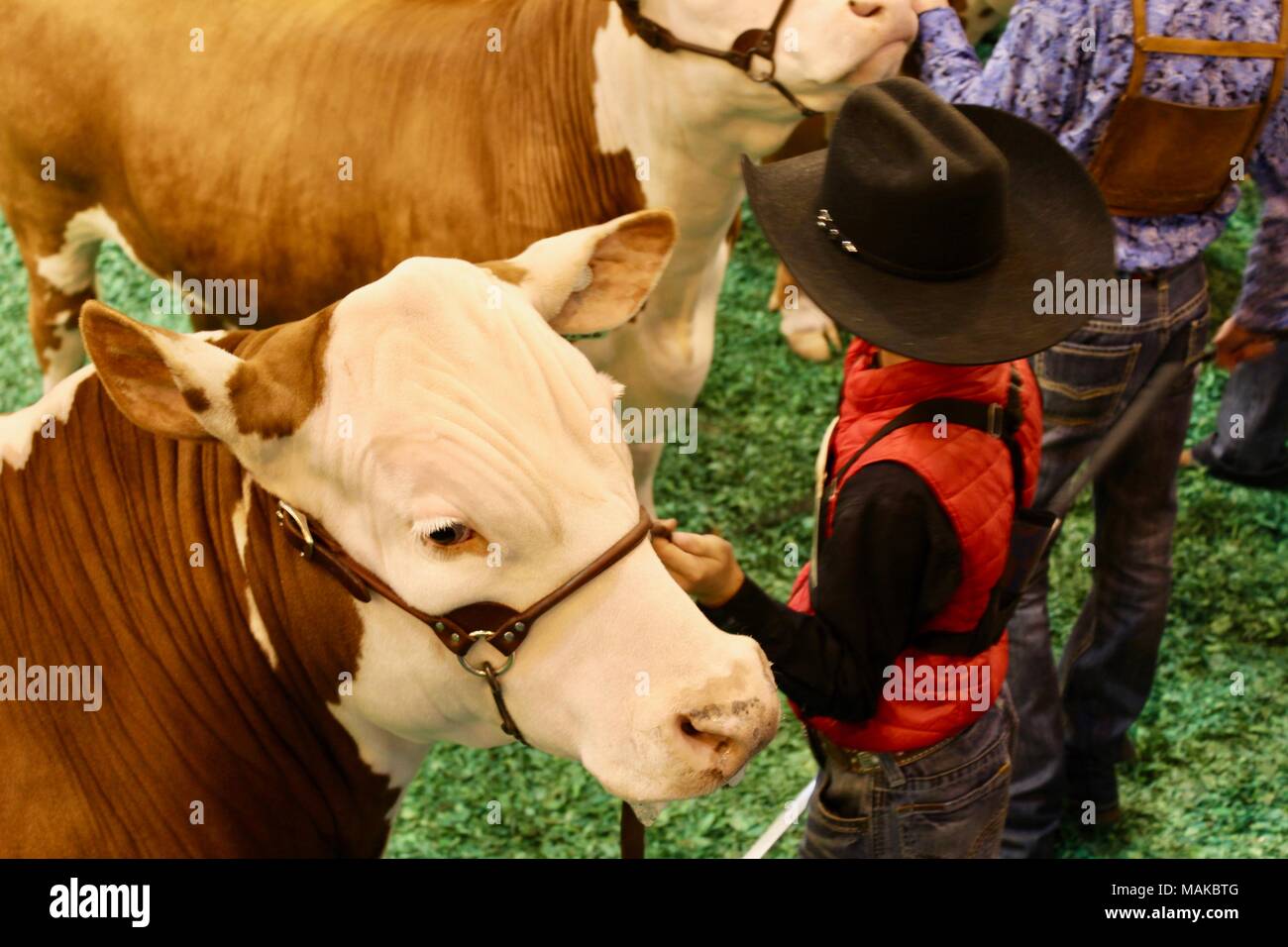 Boy at rodeo hi-res stock photography and images - Alamy