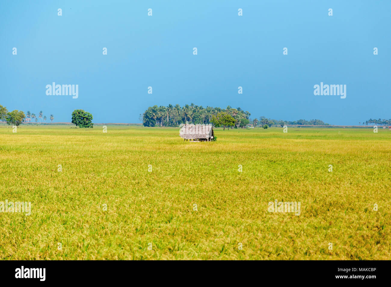 rice, rice field, blue sky, Sri Lanka, harvesting Stock Photo - Alamy