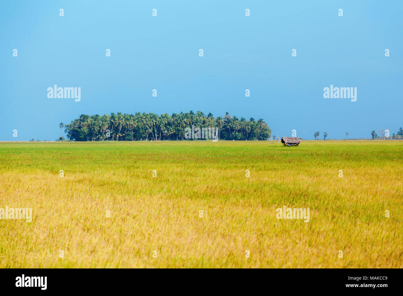 rice, rice field, blue sky, Sri Lanka, harvesting Stock Photo - Alamy