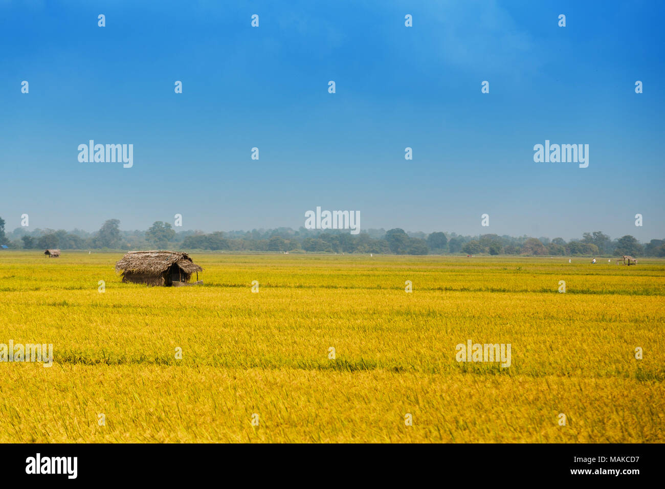 rice, rice field, blue sky, Sri Lanka, harvesting Stock Photo - Alamy