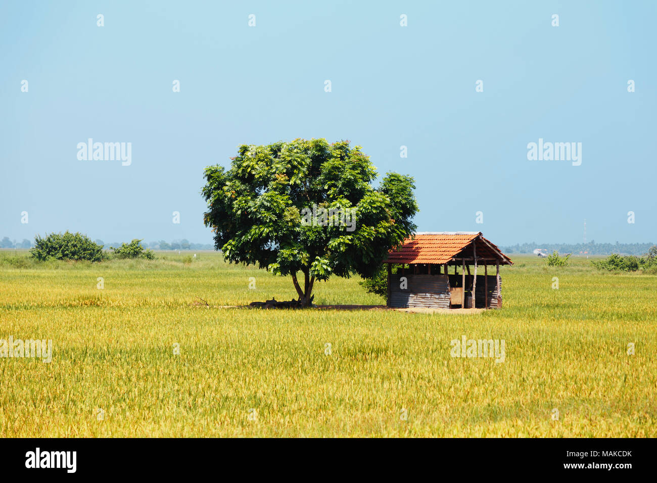 rice, rice field, blue sky, Sri Lanka, harvesting Stock Photo - Alamy