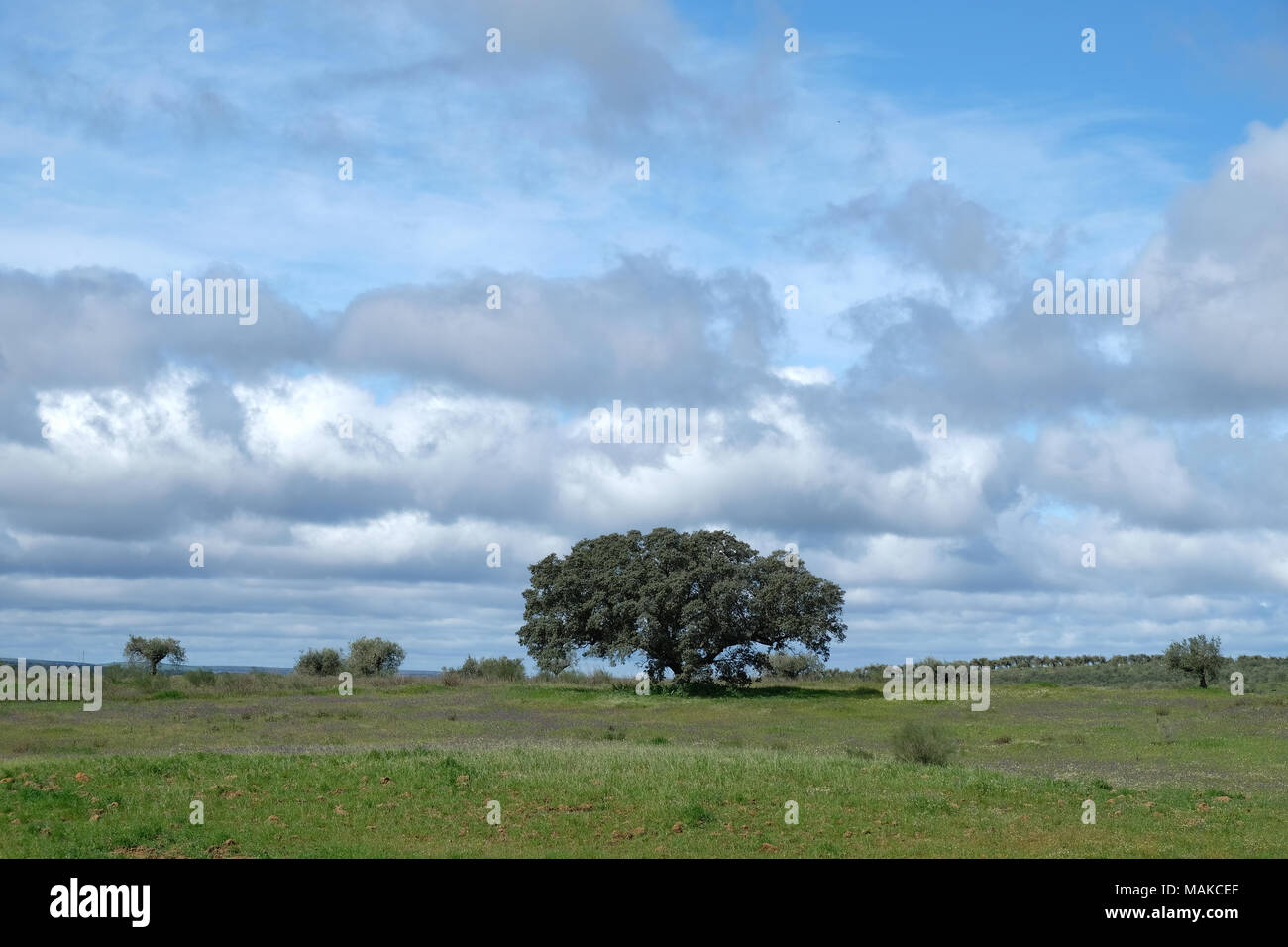 Olm hi-res stock photography and images - Alamy