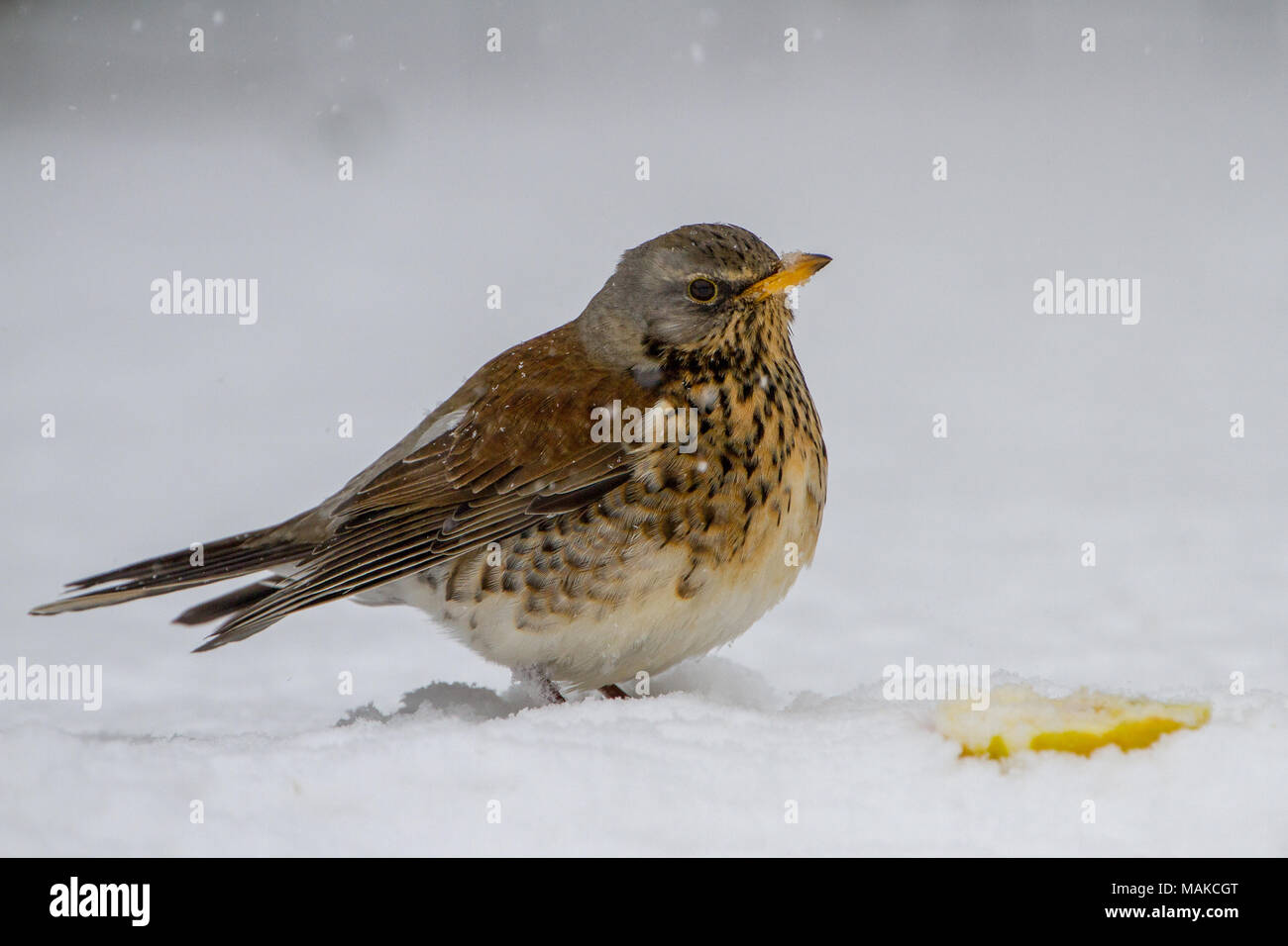 Fieldfare (Turdis pilaris) feeding in snowy conditions in the UK Stock ...
