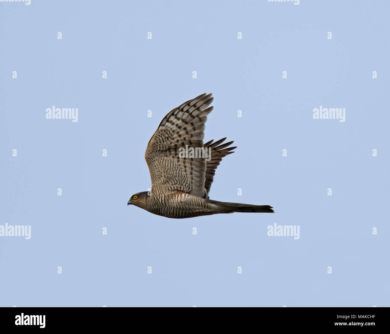 Sparrowhawk female flight hi-res stock photography and images - Alamy