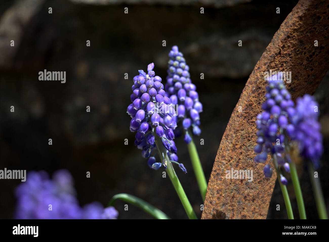 Bells petals hi-res stock photography and images - Alamy