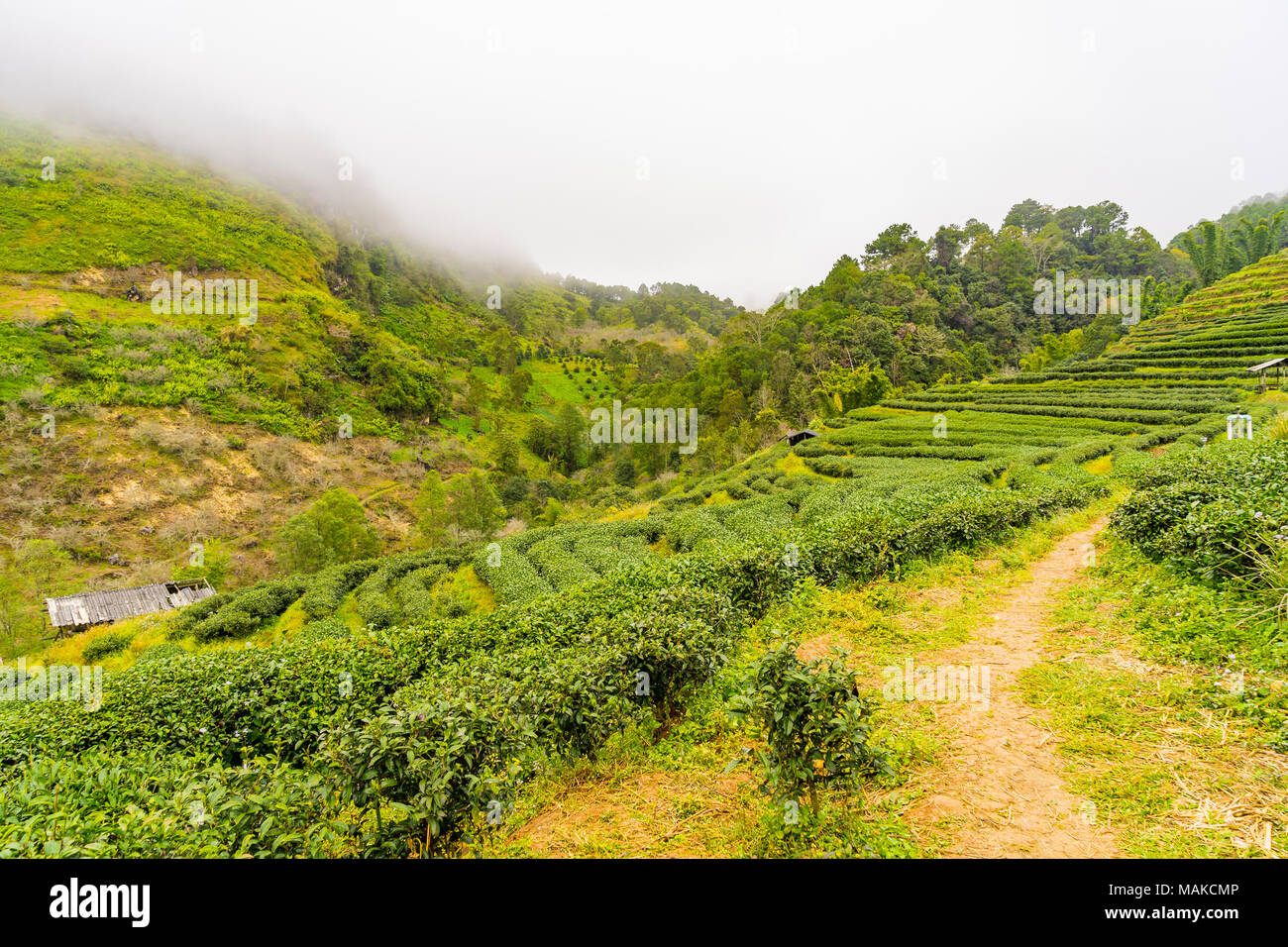 Tea plantation farm hi-res stock photography and images - Alamy