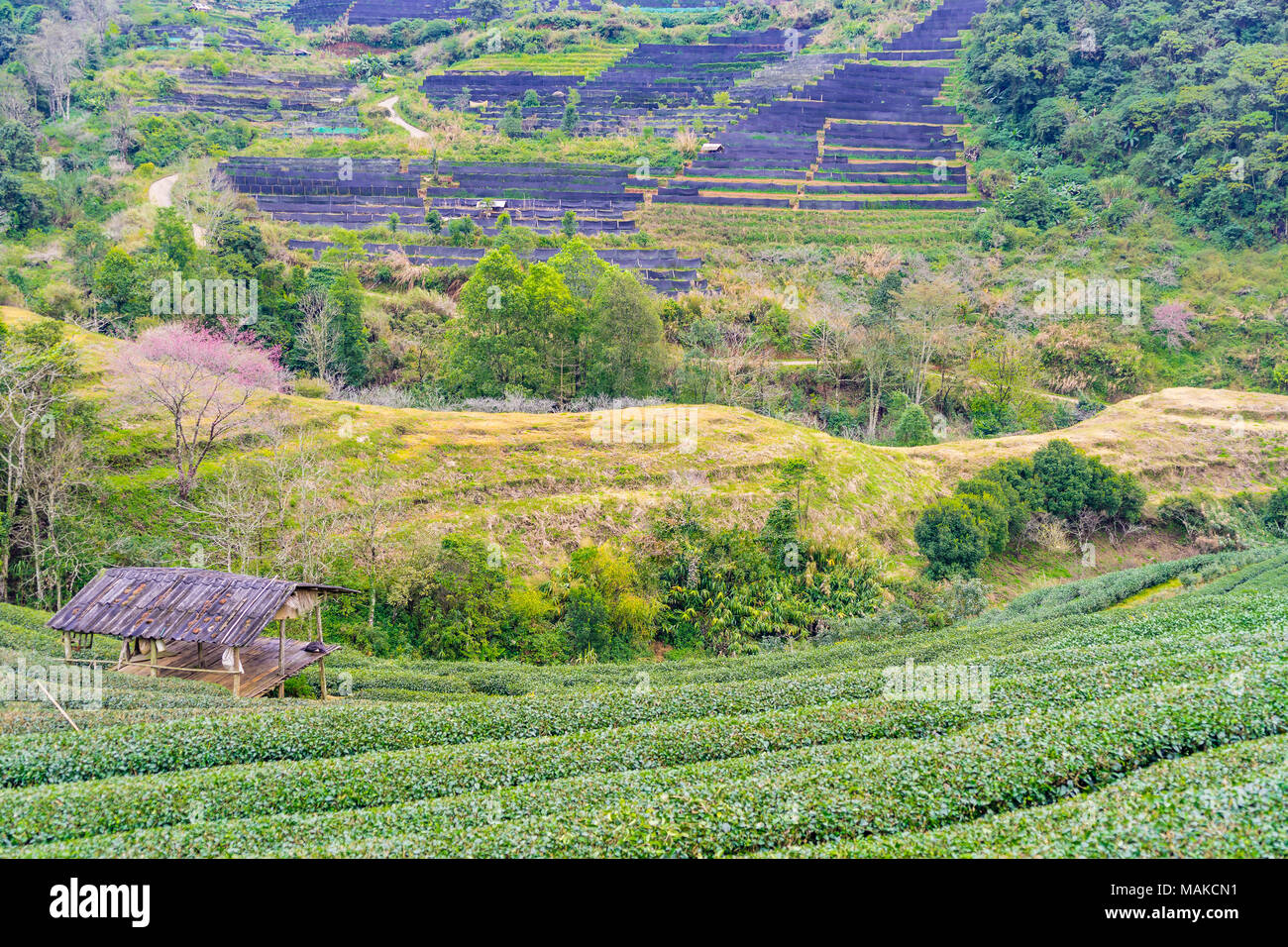 Green tea plantation farm landscape hill cultivation, Beautiful fresh ...