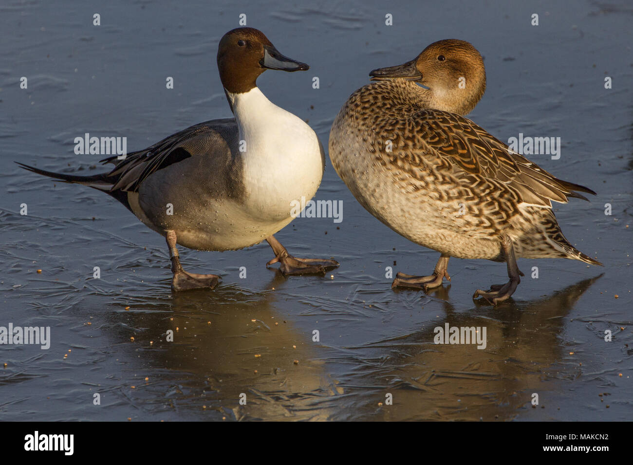 Pair of Pintail Ducks (Anas acuta) on Ice, United Kingdom Stock Photo ...