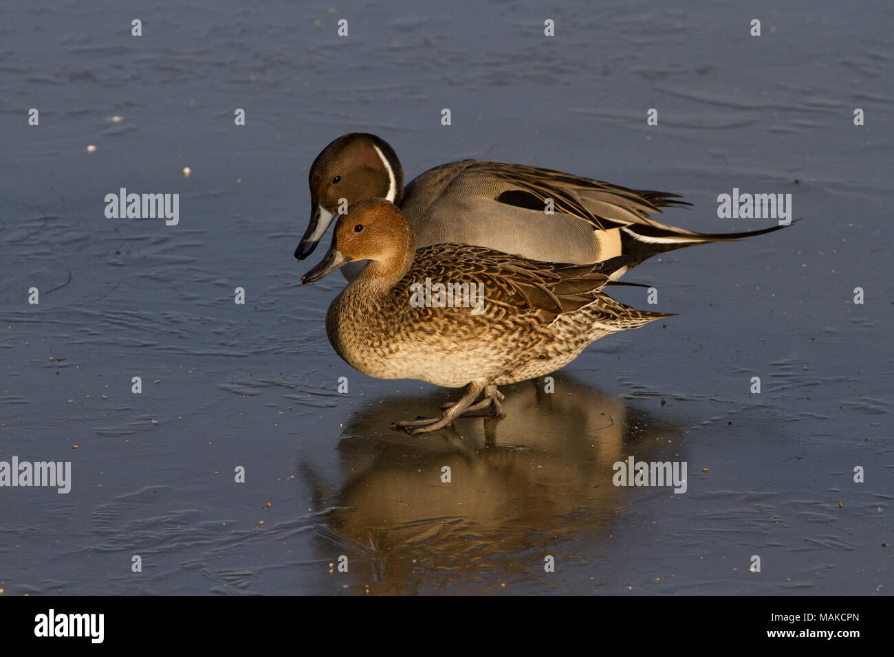 Pair of Pintail Ducks (Anas acuta) on Ice, United Kingdom Stock Photo ...