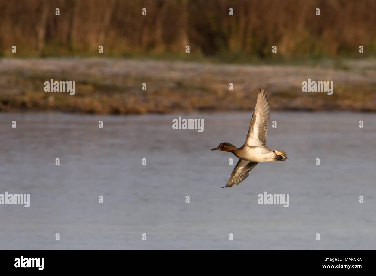 Green winged teal in flight hi-res stock photography and images - Alamy