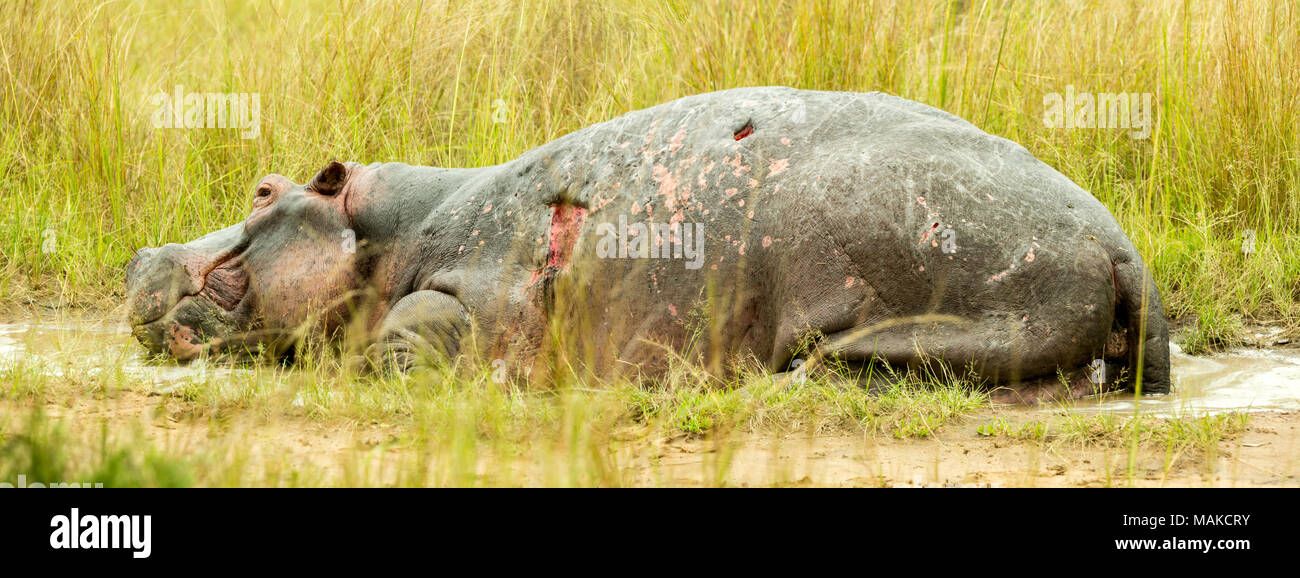 Hippo scars hi-res stock photography and images - Alamy
