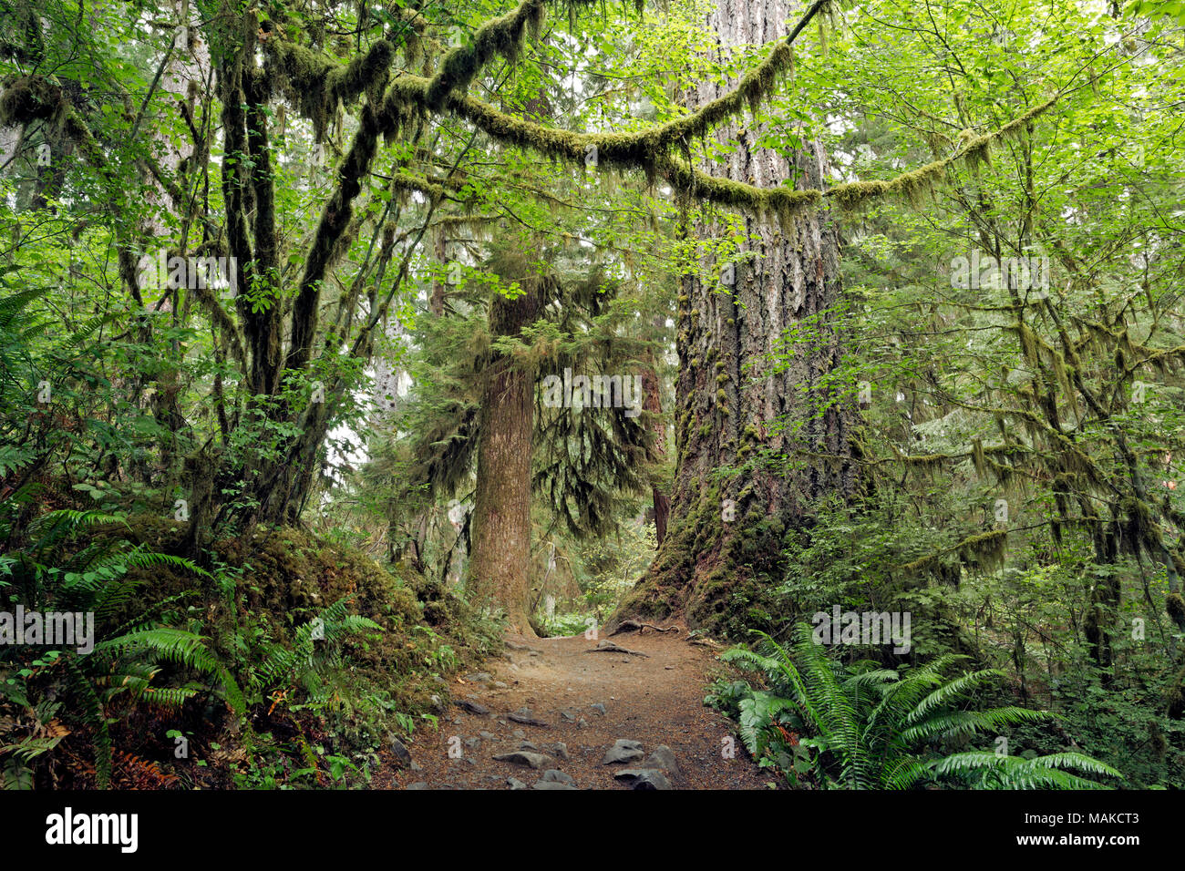 WA13978-00...WASHINGTON - Moss covered maple trees and fern covered ...