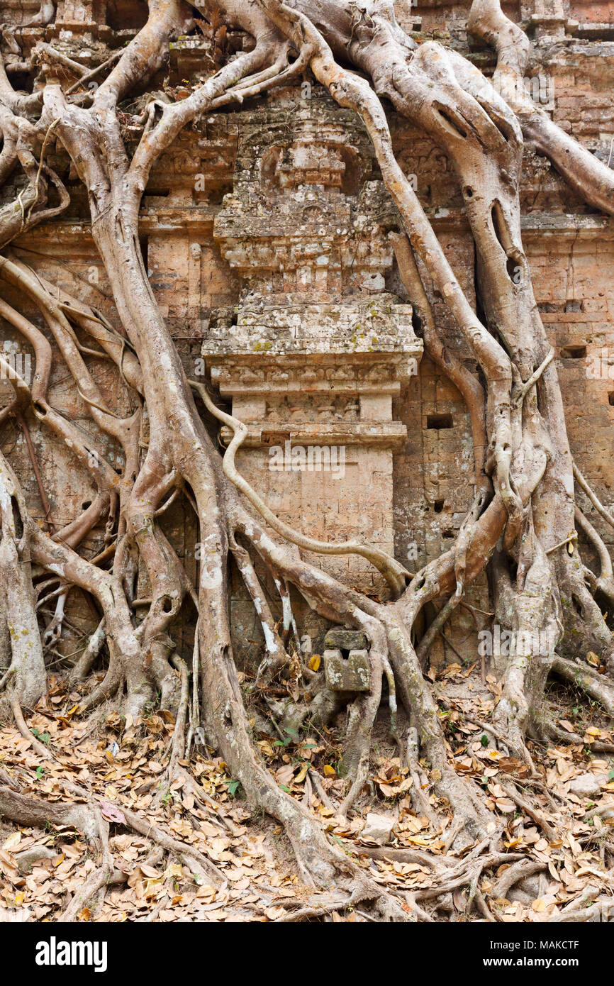 Cambodian tree roots hi-res stock photography and images - Alamy