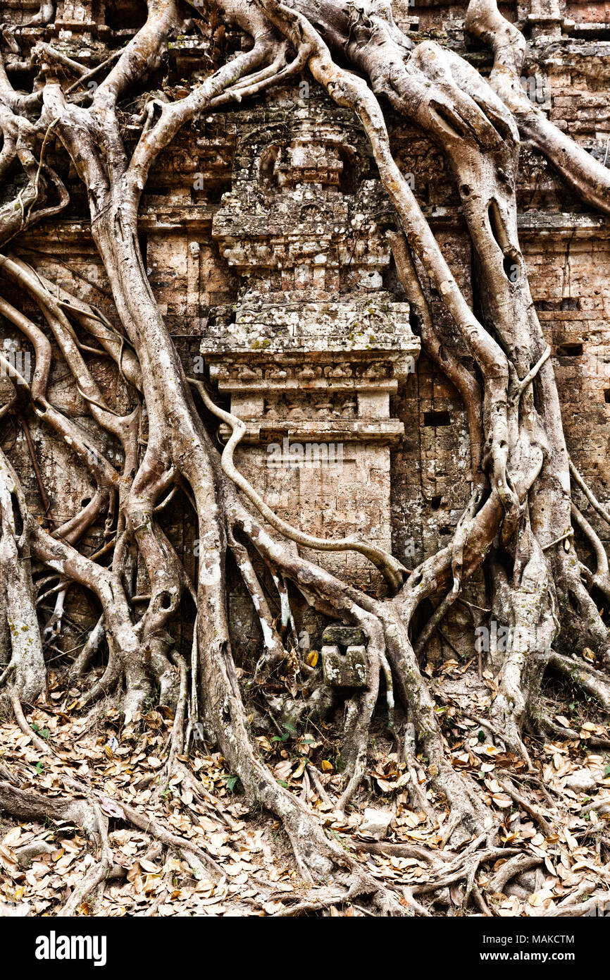 Cambodia ancient temple overgrown by tree roots, Sambor Prei Kuk UNESCO ...