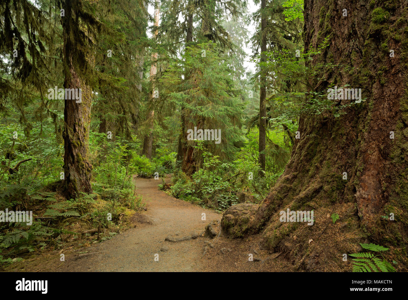 Old growth big leaf maple tree hi-res stock photography and images - Alamy