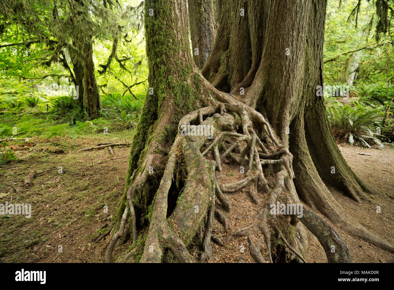 Entwined trees hi-res stock photography and images - Alamy