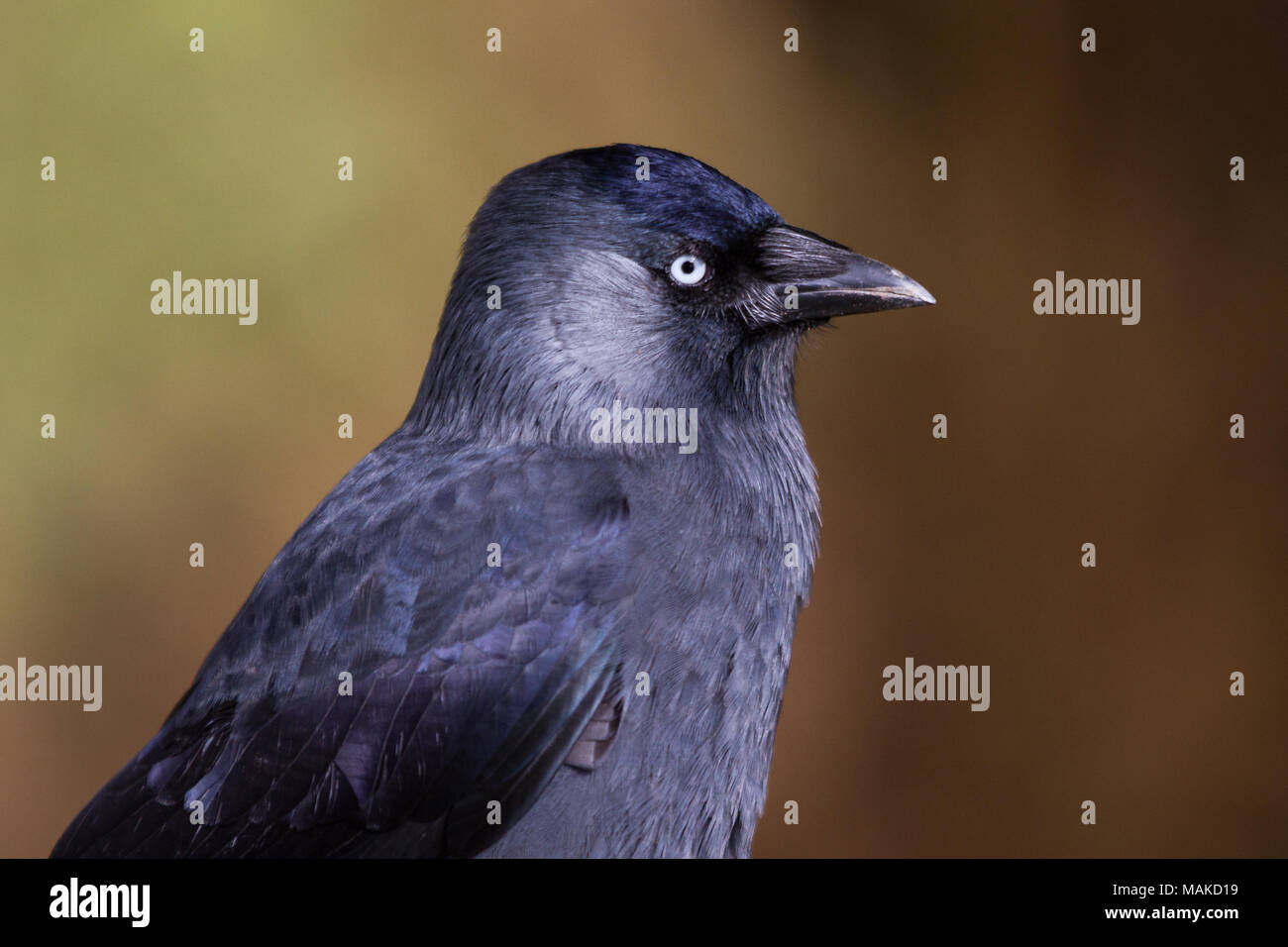 European jackdaw hi-res stock photography and images - Alamy