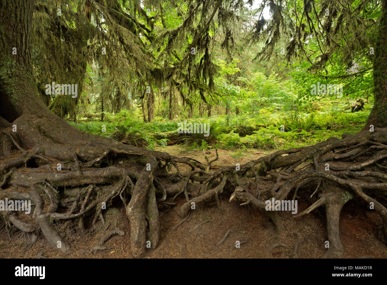 WA13989-00...WASHINGTON - A complicated mat of roots from a line of ...