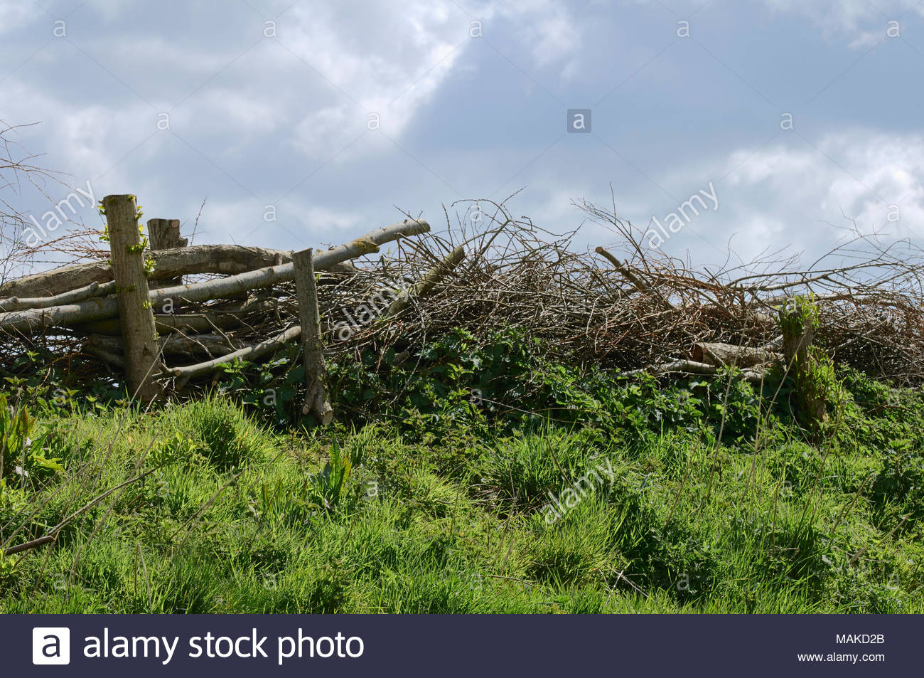 Hedge Laying Stock Photos & Hedge Laying Stock Images - Alamy