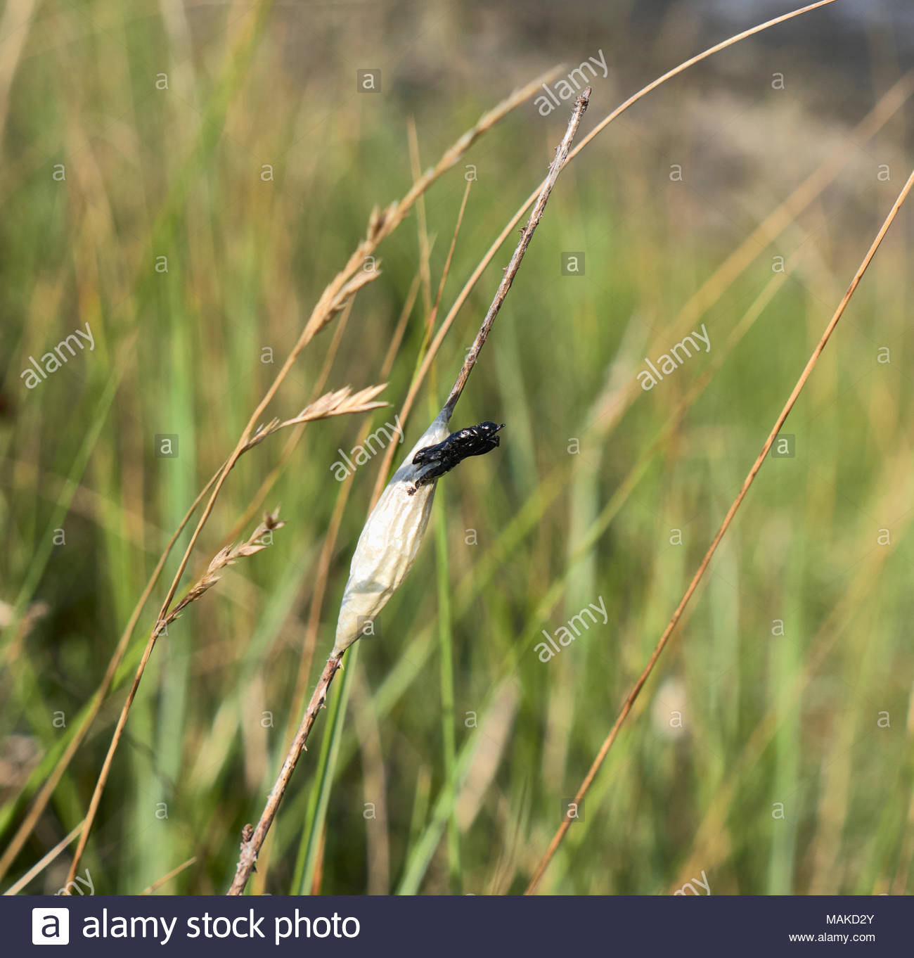 Cocoon Of A Moth High Resolution Stock Photography and Images - Alamy