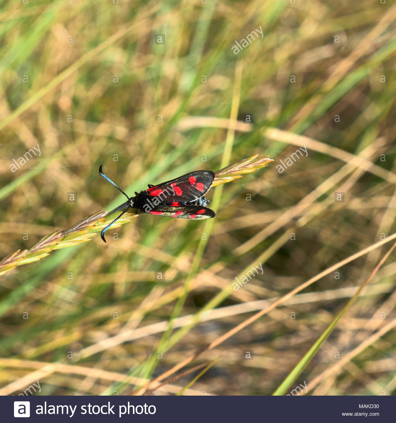 Red Burnet High Resolution Stock Photography and Images - Alamy