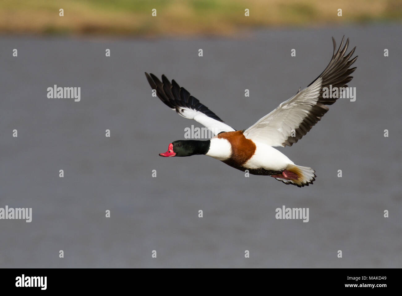 Male female common shelduck hi-res stock photography and images - Alamy
