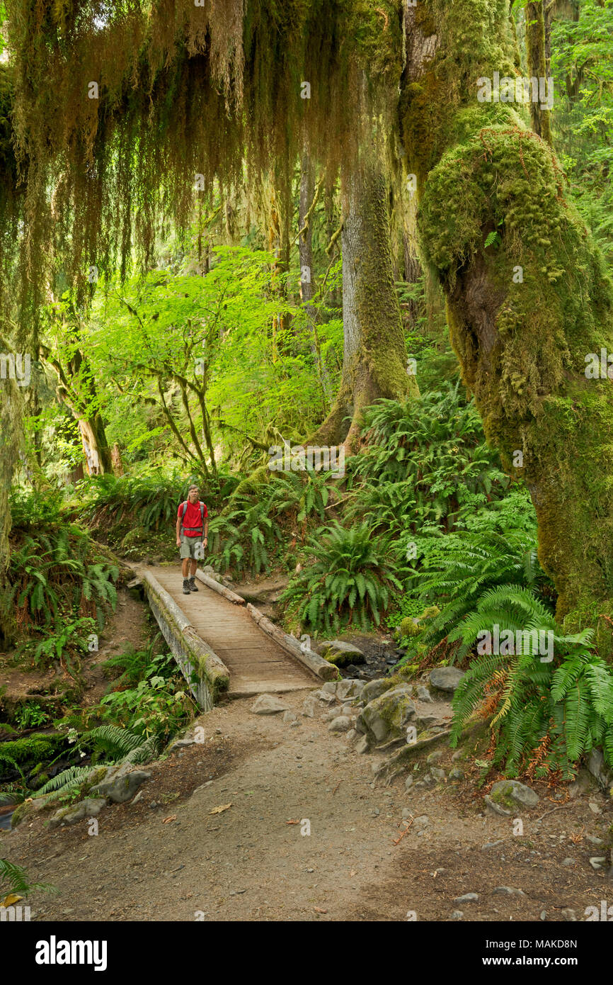 Hoh rainforest trail hi-res stock photography and images - Alamy