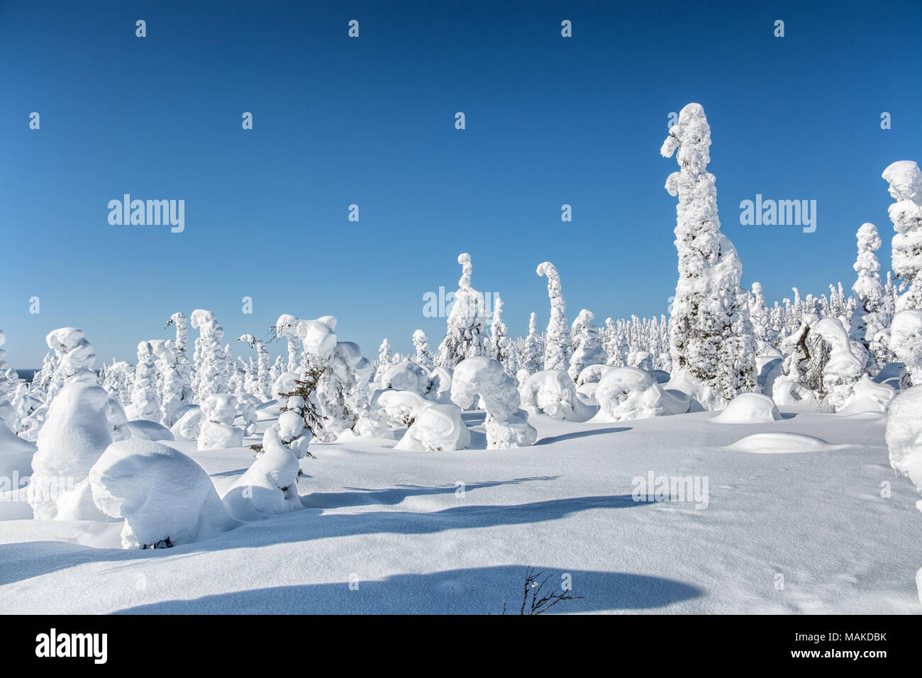 Winter landscape. The snow-clad trees on Mount Nuorunen. The Republic ...