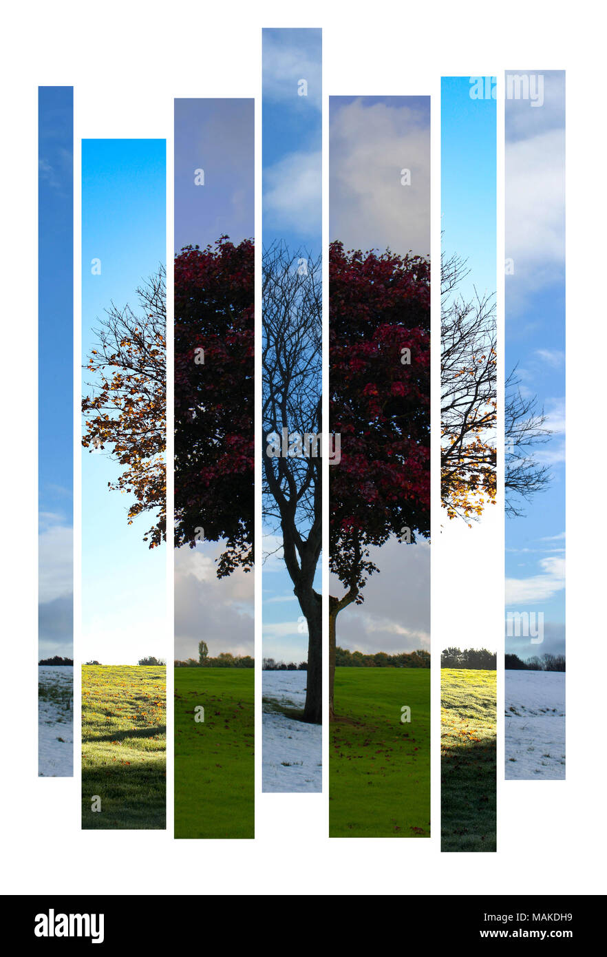 four season tree Stock Photo - Alamy