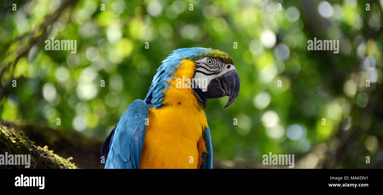 Beautiful photos of birds hi-res stock photography and images - Alamy