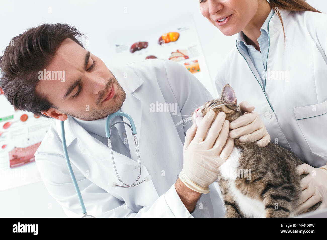 Two doctors checking the mouth of a cat. Veterinary clinic concept ...
