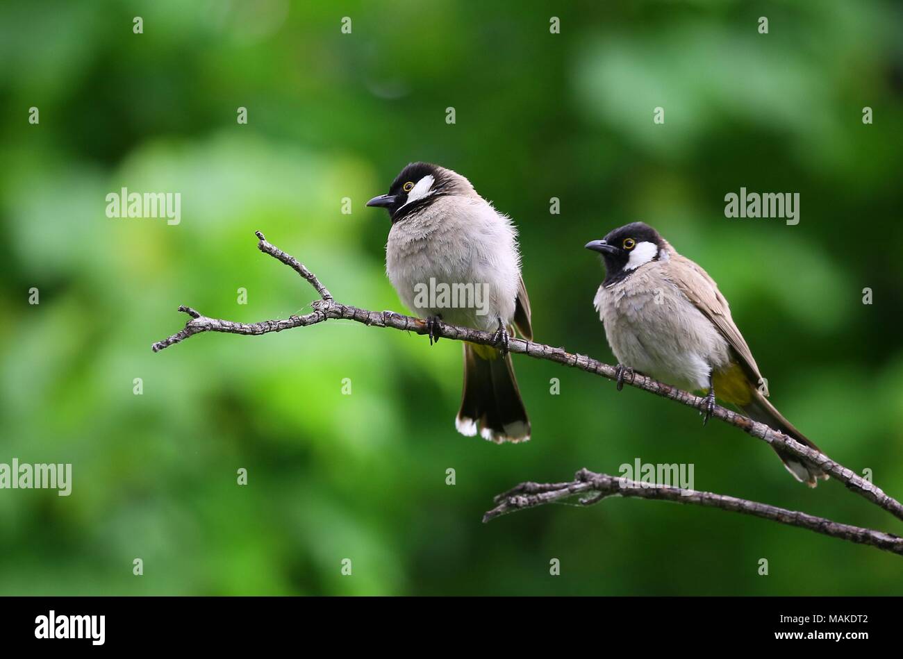 Beautiful photos of birds hi-res stock photography and images - Alamy
