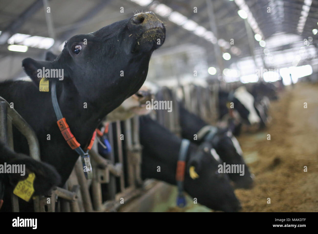 Modern cow farm. Cow looking and making a noise Stock Photo - Alamy