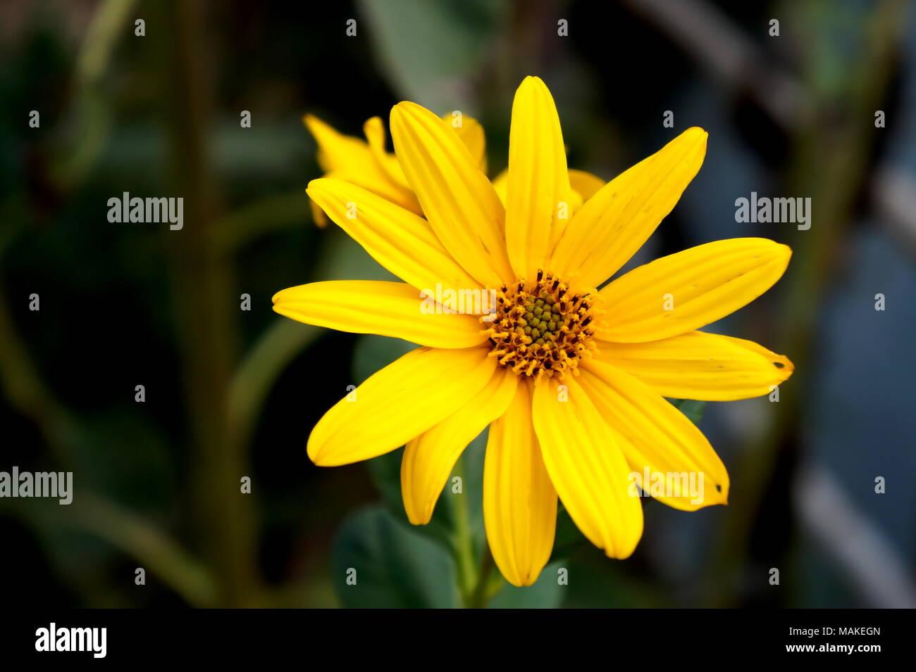 Sunchoke flower hi-res stock photography and images - Alamy