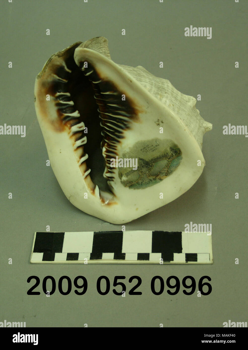 Conch shell has a color transfer image of the Cascade Gardens. This is ...