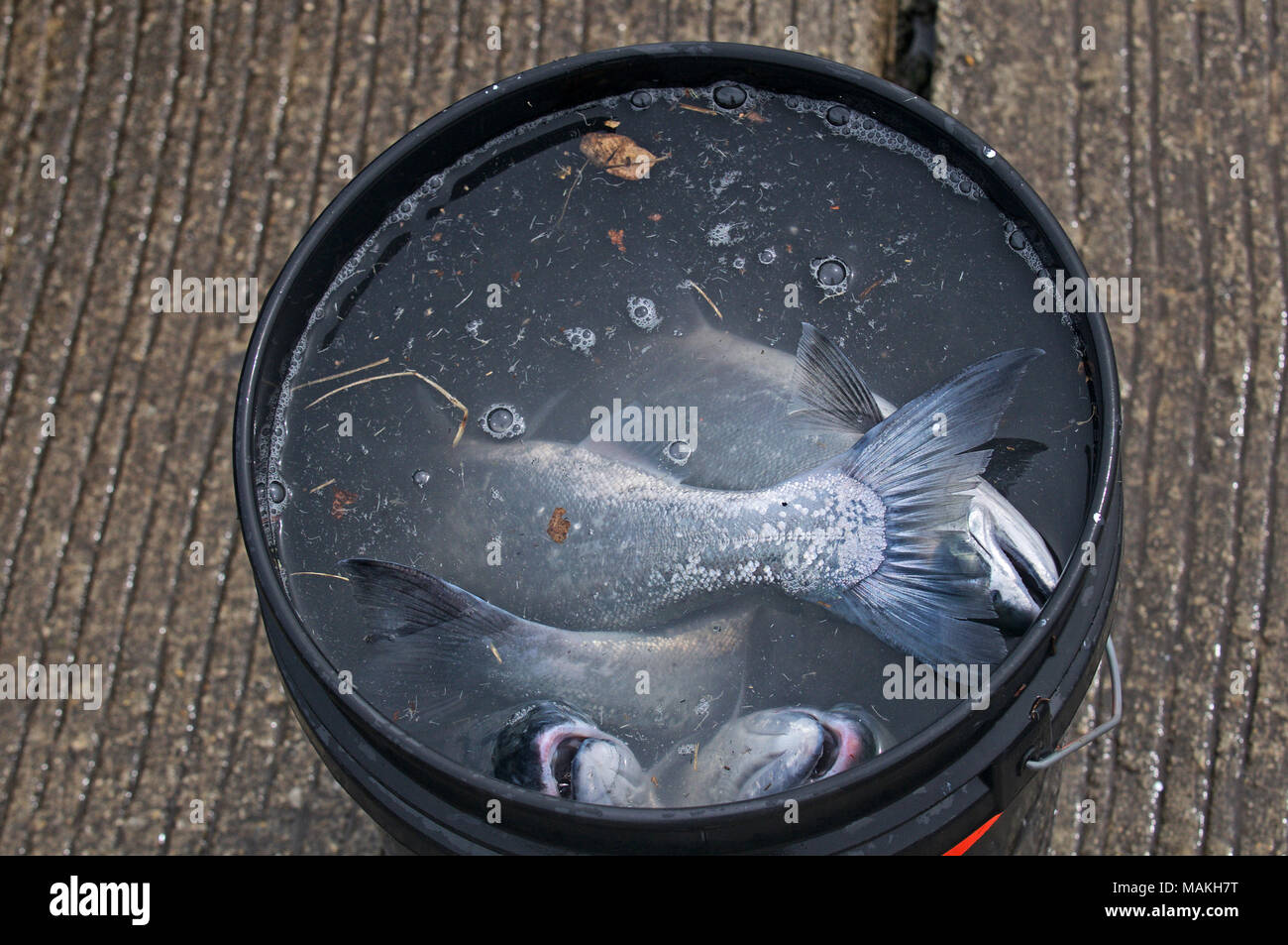 Men fishing for small spring coho salmon at the shore of Lake Michigan ...