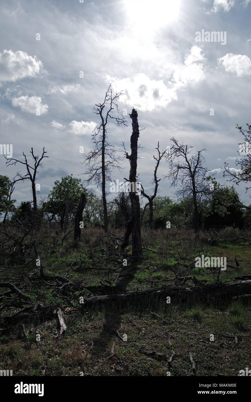 Dead oak tree silhouette sunset hi-res stock photography and images - Alamy