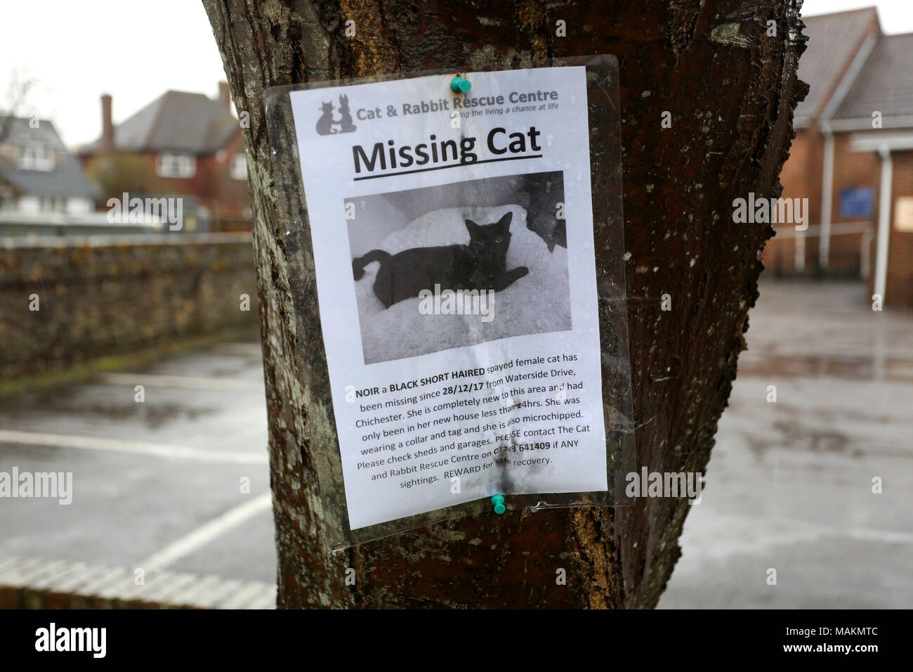 Kitten rescue uk hi-res stock photography and images - Alamy