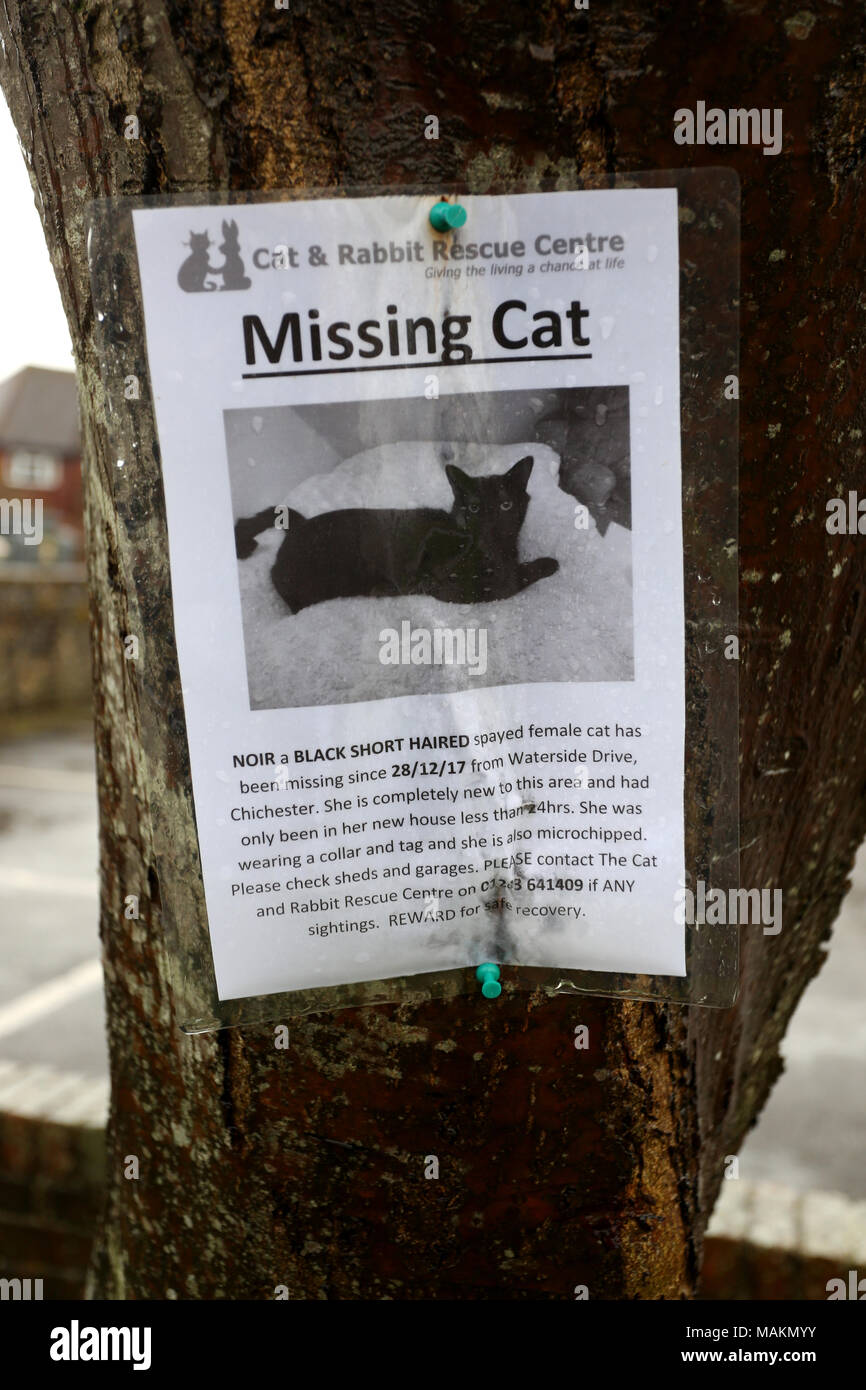 Lost cat poster hi-res stock photography and images - Alamy