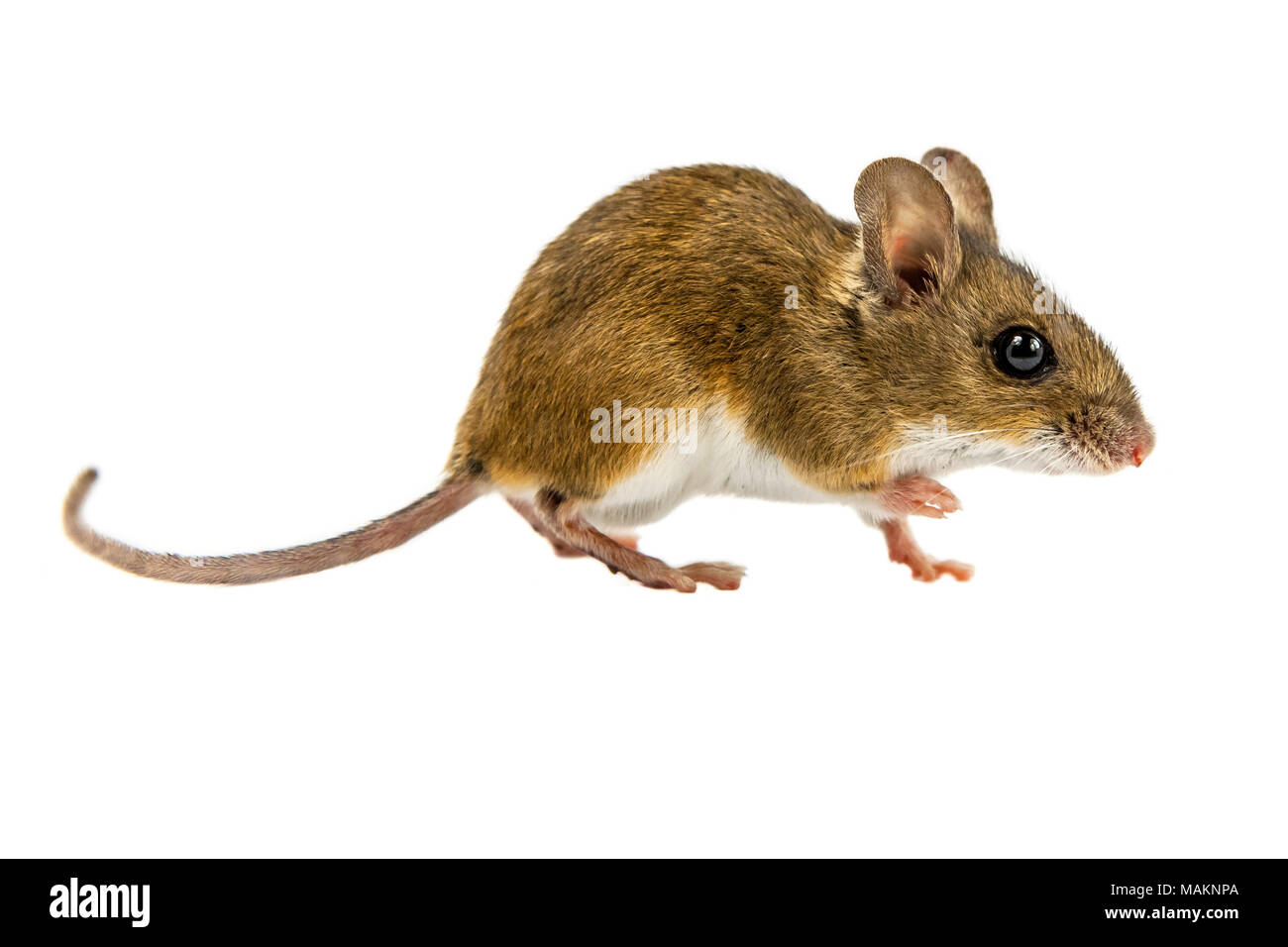 Cute animal mouse cut out hi-res stock photography and images - Alamy