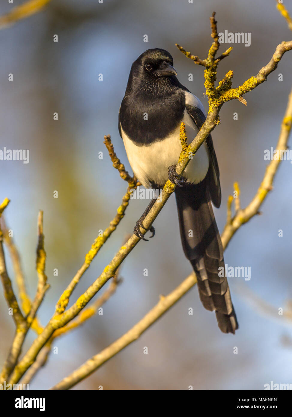 British corvidae hi-res stock photography and images - Alamy