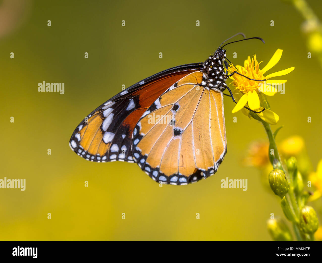 Plain tiger or African monarch butterfly (Danaus chrysippus) drinking ...