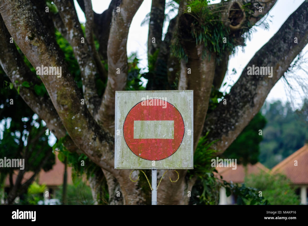 Stop sign for cars on background of big tree. It is drawn by hand Stock ...