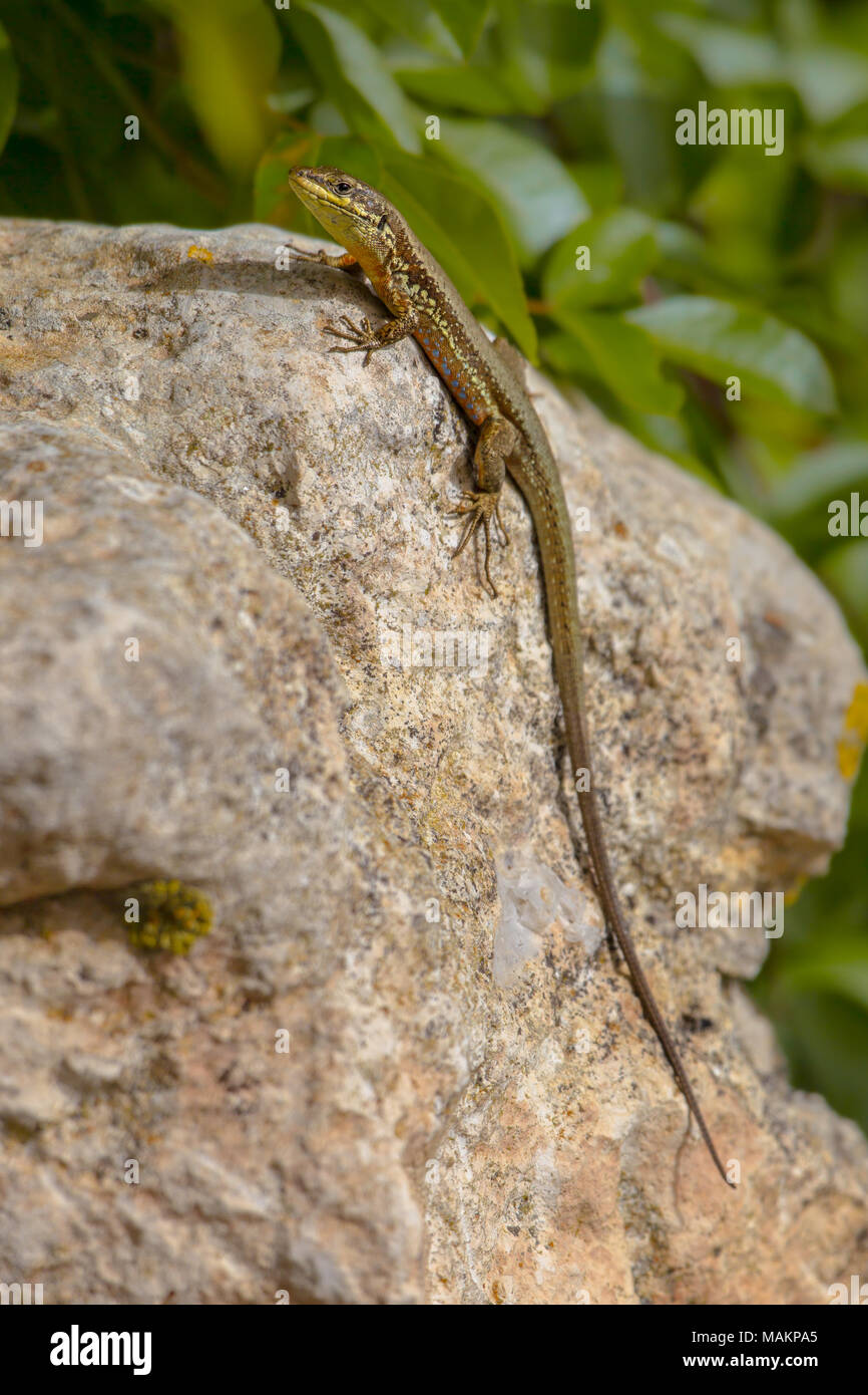 Troodos lizard (Phoenicolacerta troodica) endemic species of the island ...